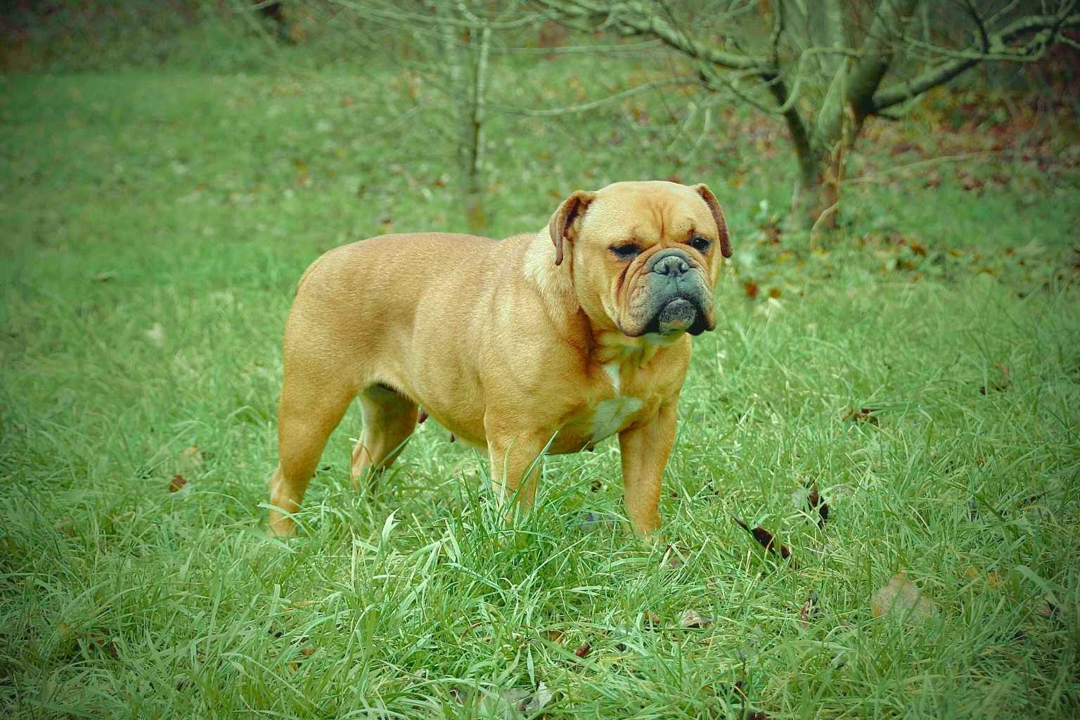 Top 135+ Continental Bulldog Names That’ll Make Your Swiss Pup Strut