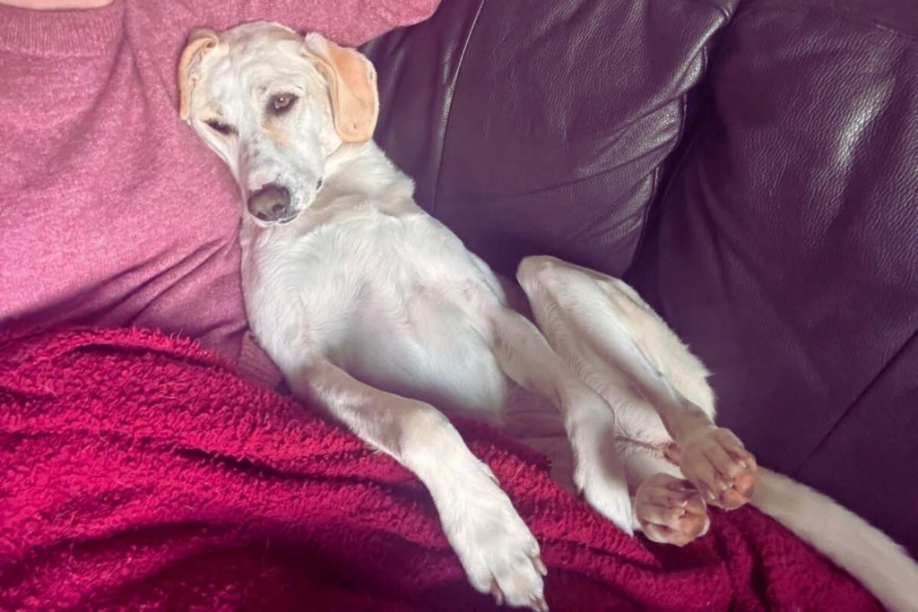 100+ Badass Cretan Hound Dog Names You’ll Want to Steal Immediately