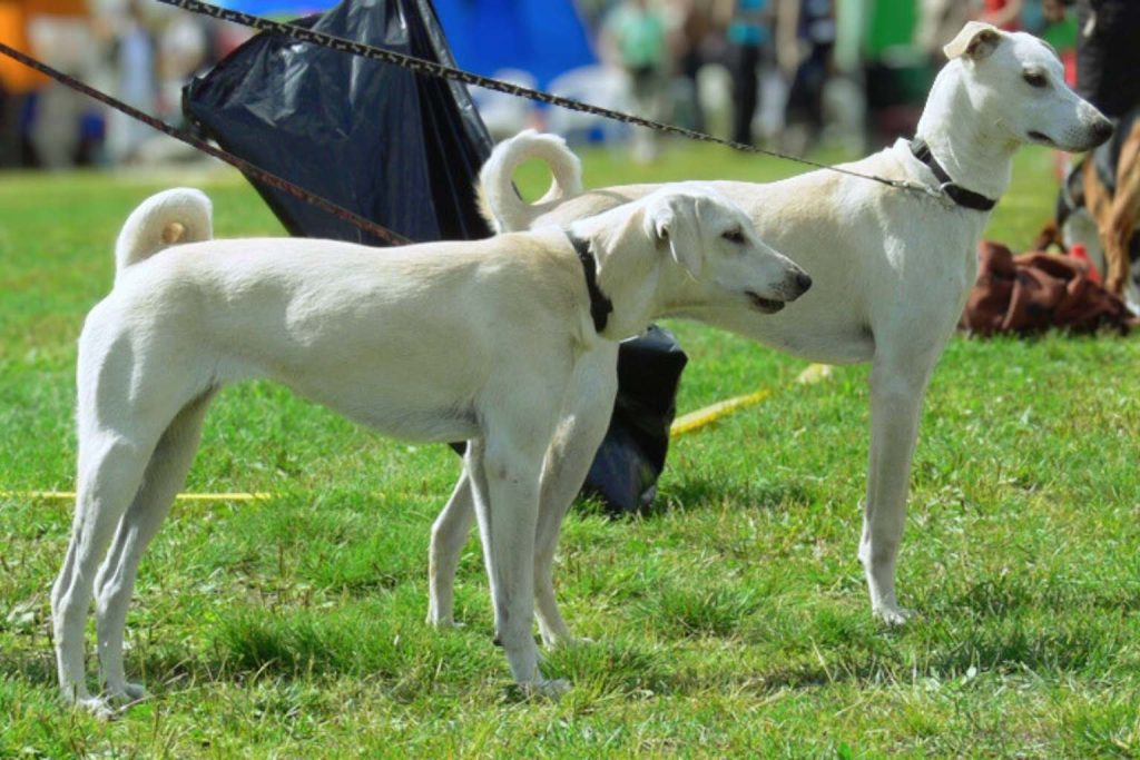 100+ Badass Cretan Hound Dog Names You’ll Want to Steal Immediately