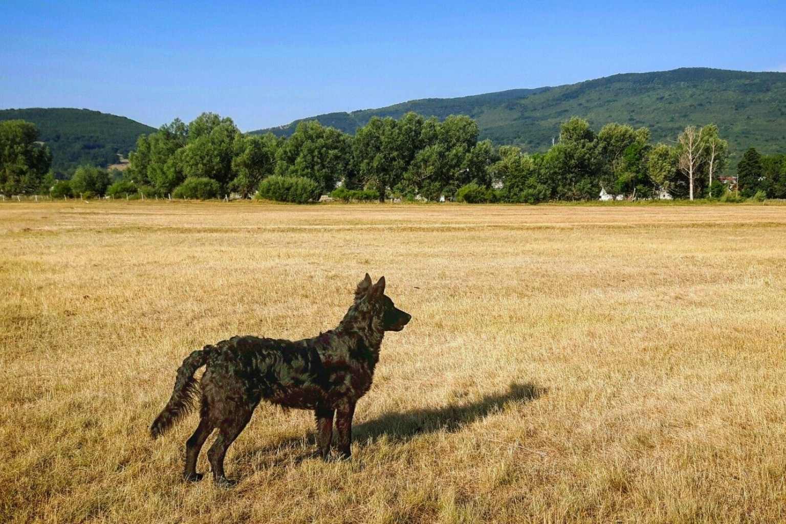 100+ Wildly Croatian Sheepdog Names You’ll Wish You’d Thought Of Sooner