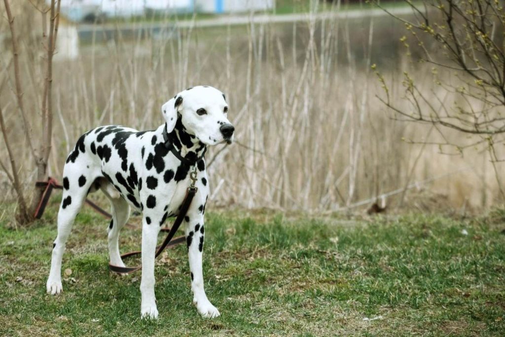 101+ Dalmatian Dog Names That Stand Out