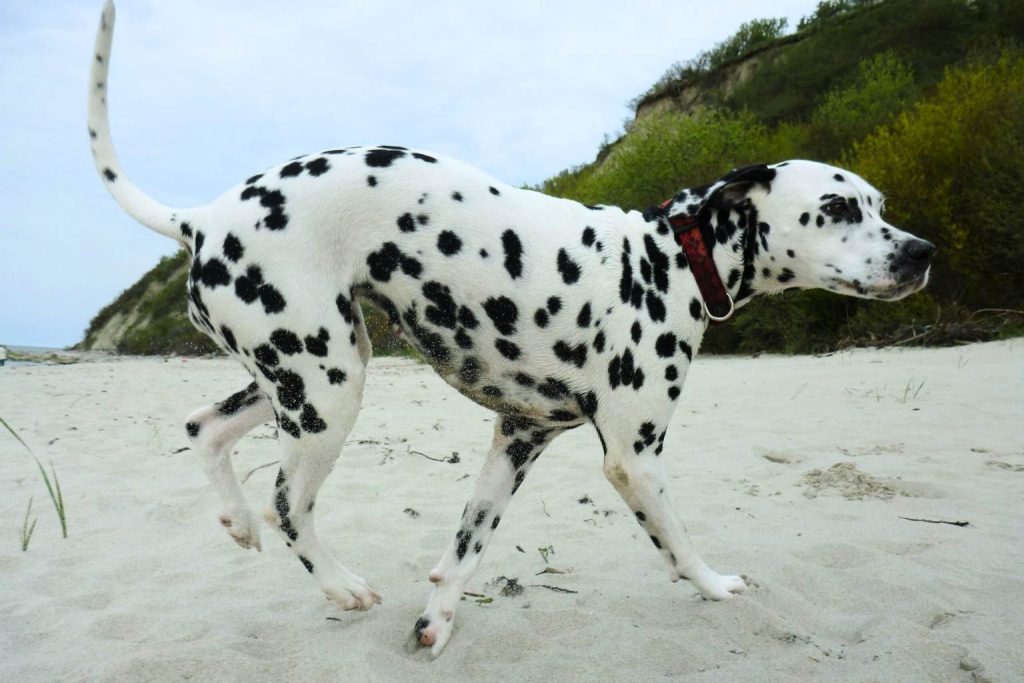 101+ Dalmatian Dog Names That Stand Out