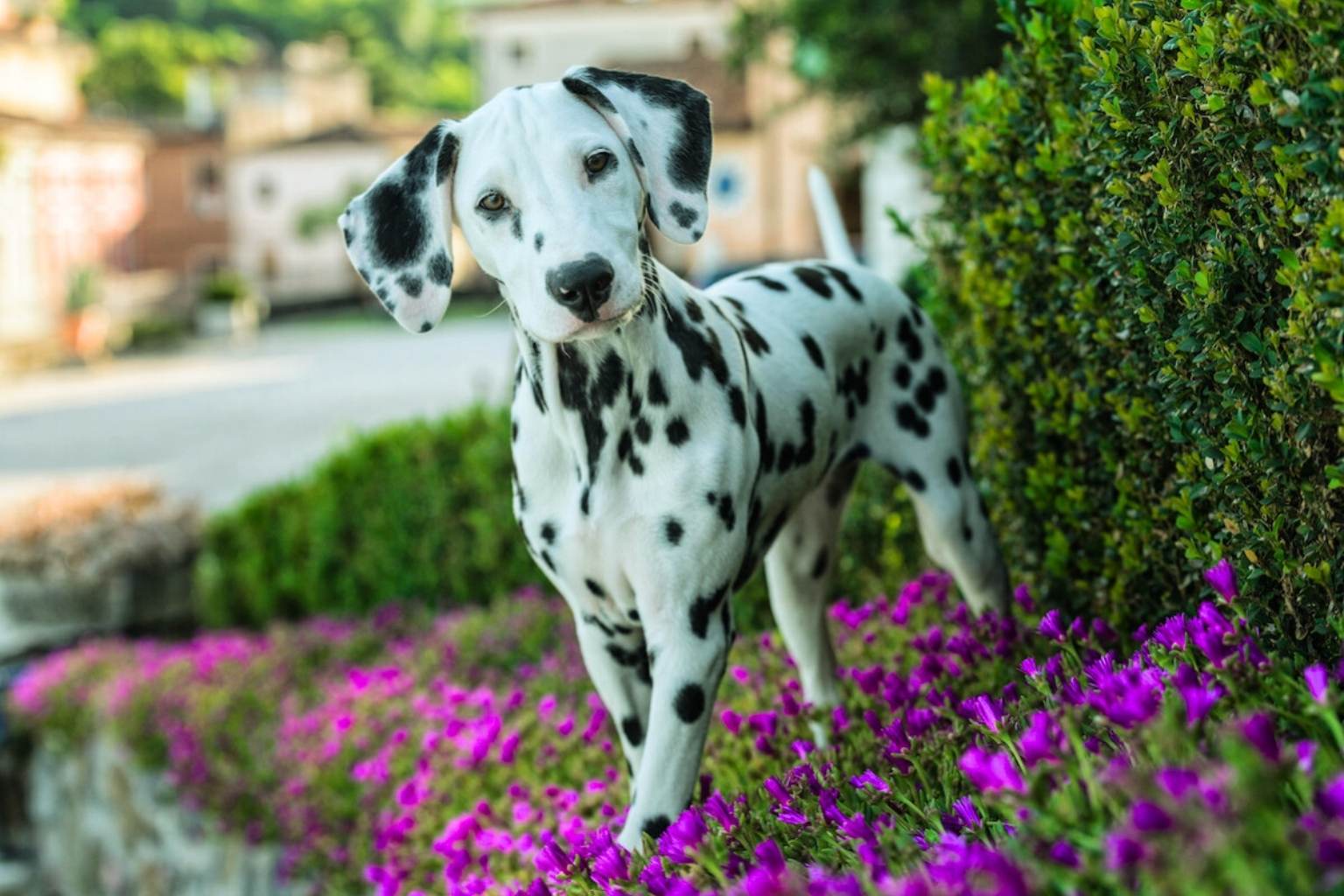 101+ Dalmatian Dog Names That Stand Out