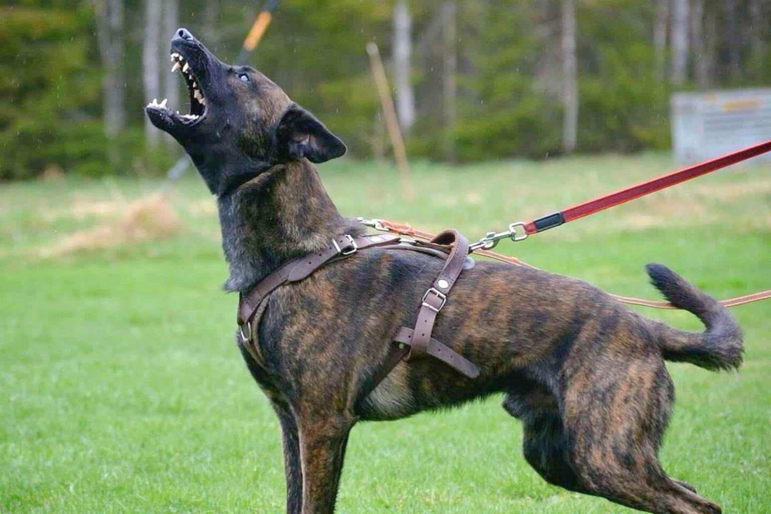 110+ Best Dutch Shepherd Dog Names That Totally Suit Brilliant