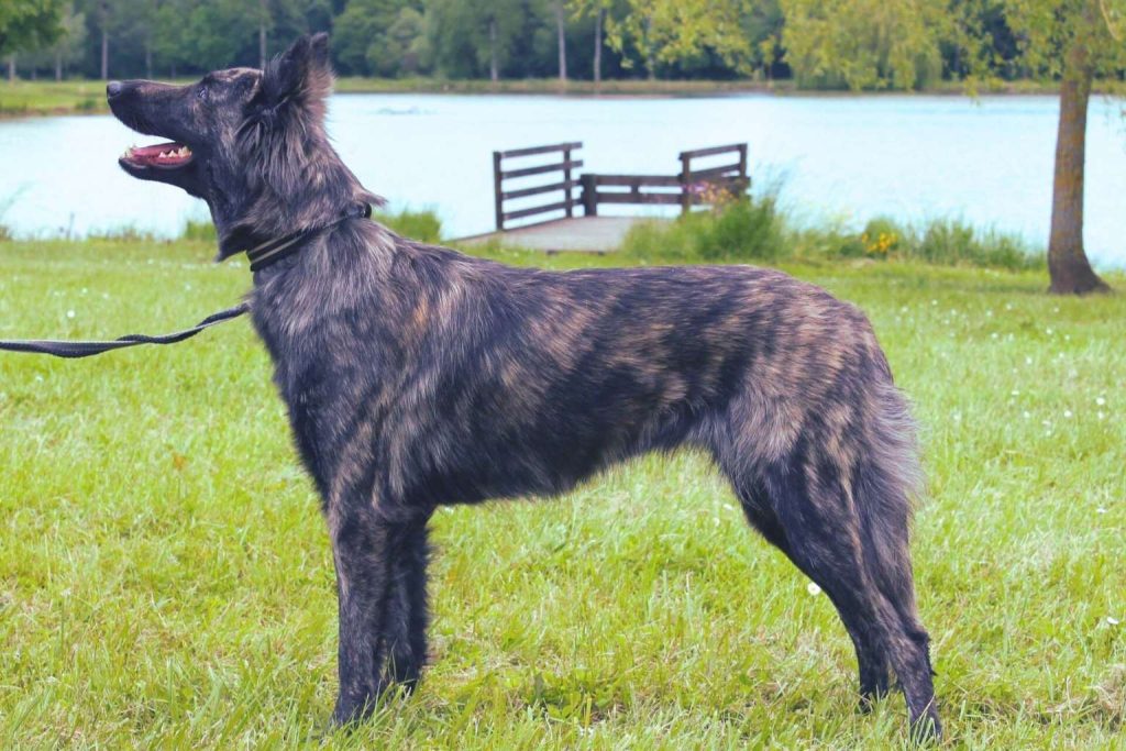 110+ Best Dutch Shepherd Dog Names That Totally Suit Brilliant