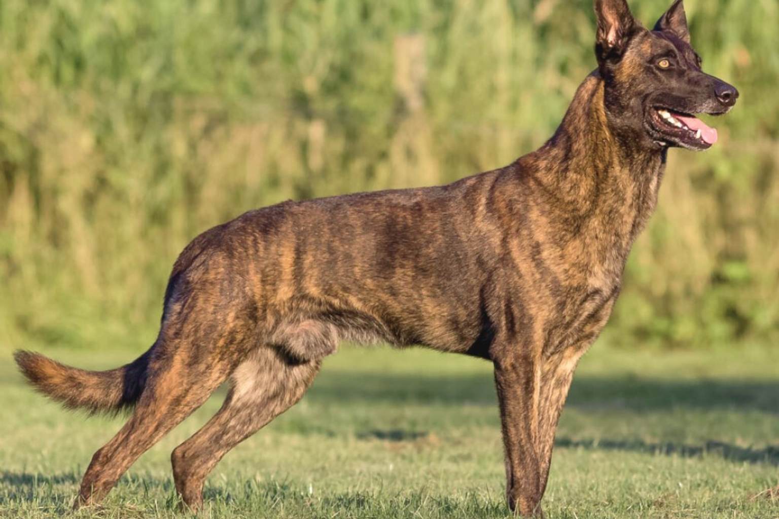 110+ Best Dutch Shepherd Dog Names That Totally Suit Brilliant