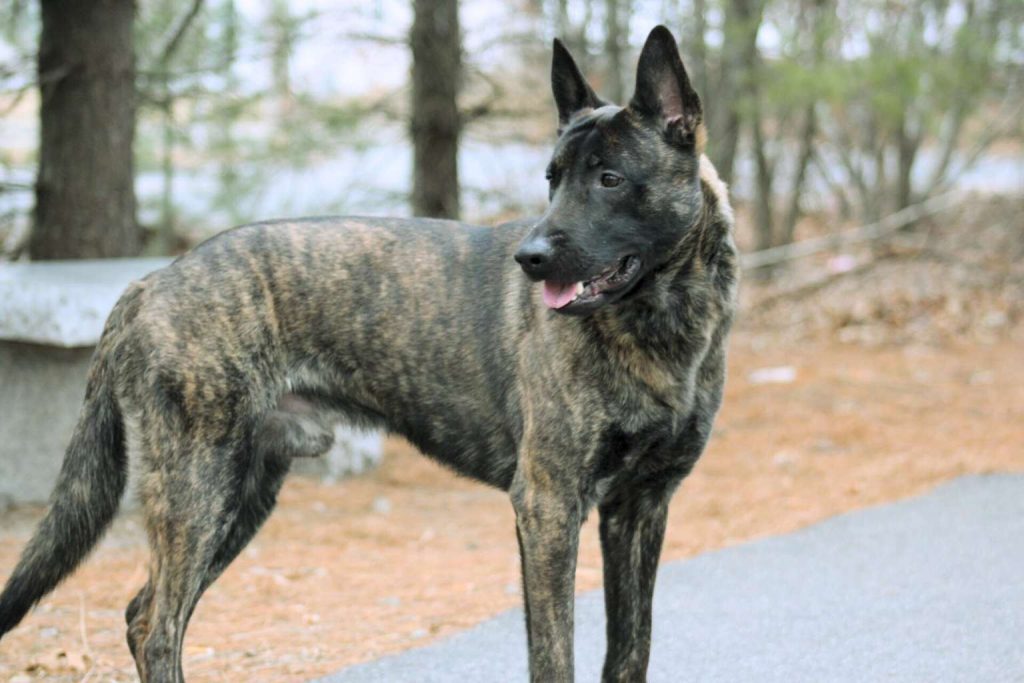 110+ Best Dutch Shepherd Dog Names That Totally Suit Brilliant