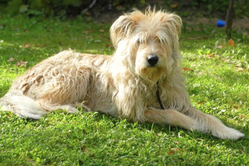 150+ Classic Dutch Smoushond Dog Names with Origins