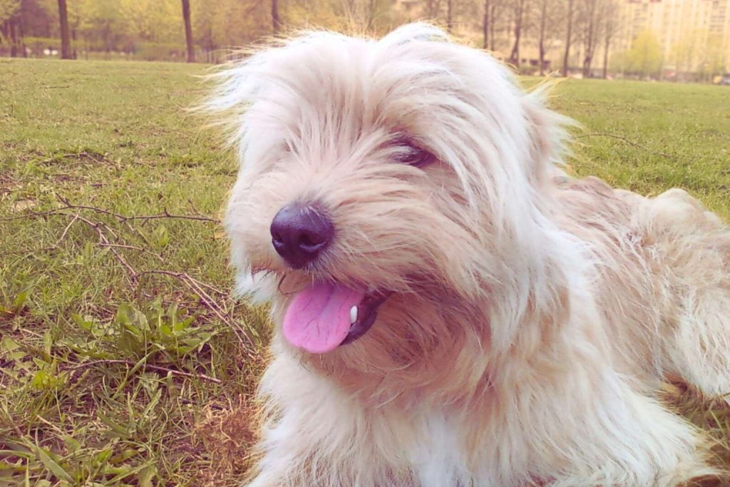 150+ Classic Dutch Smoushond Dog Names with Origins
