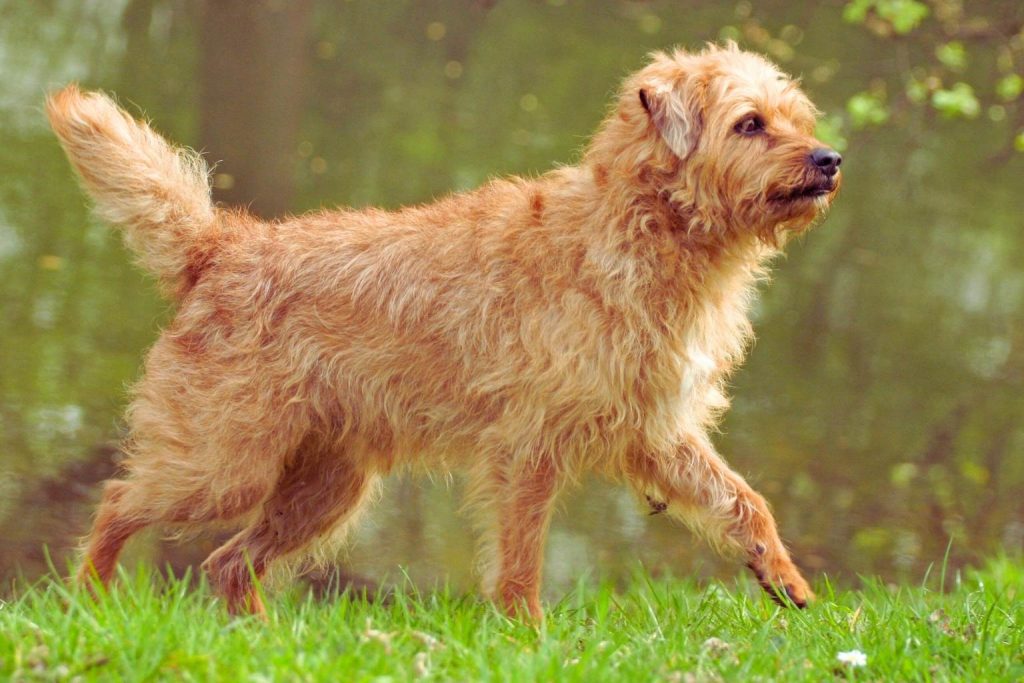 150+ Classic Dutch Smoushond Dog Names with Origins