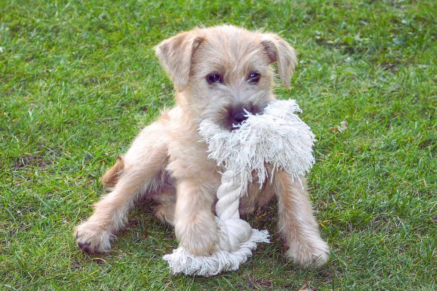 150+ Classic Dutch Smoushond Dog Names with Origins
