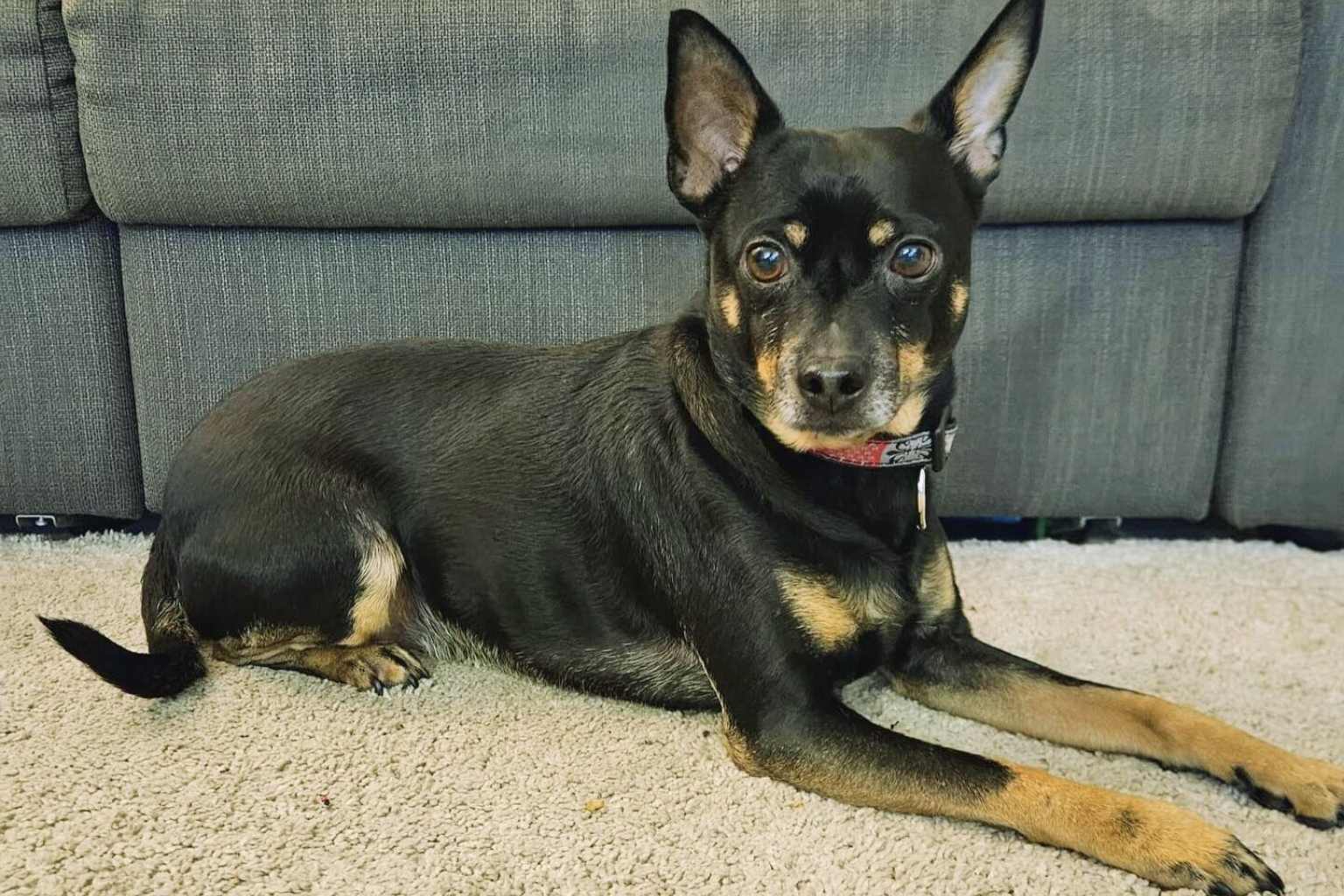 77+ Badass, Funny & Unique Ca Rater Mallorquí Dog Names You Haven’t ...