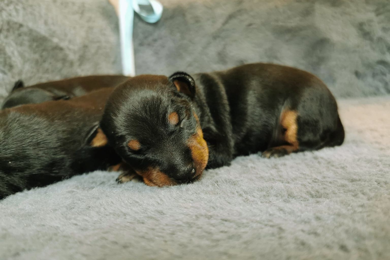 150+ Best English Toy Terrier Dog Names for Tiny Dynamos