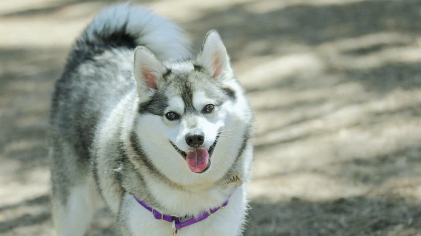 150+ Cool & Cute Alaskan Klee Kai Dog Names You’ll Wish You Thought of ...