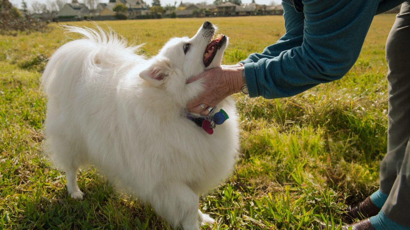 Frosty & Fabulous: 150+ Unique American Eskimo Dog Names You’ve Never ...