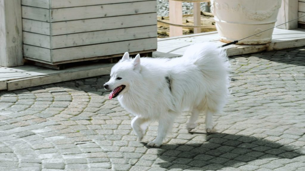 Frosty & Fabulous: 150+ Unique American Eskimo Dog Names You’ve Never ...