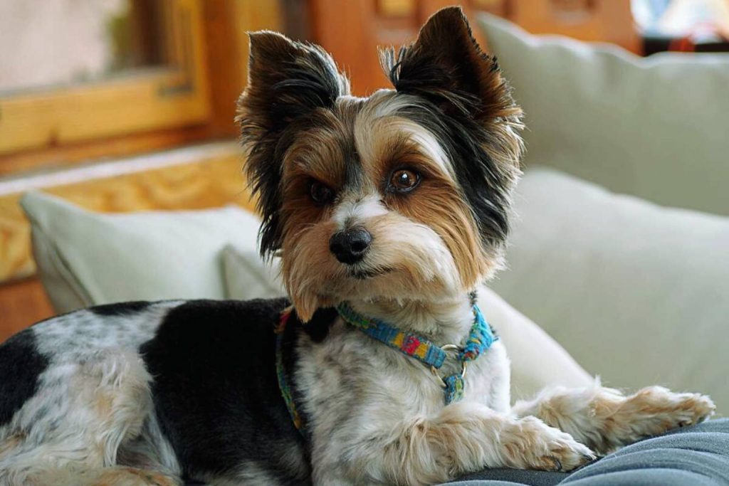 125+ Irresistible Biewer Terrier Dog Names That’ll Make Your Pup Paw ...