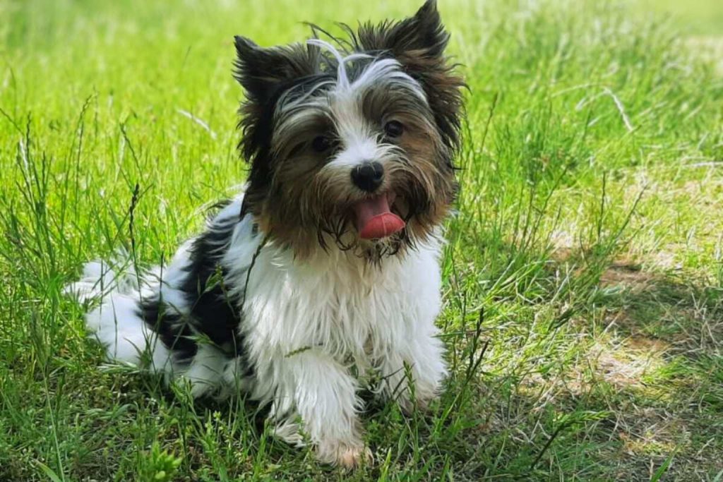 125+ Irresistible Biewer Terrier Dog Names That’ll Make Your Pup Paw ...