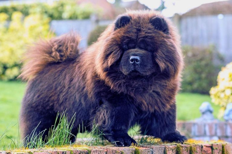 101+ Hilarious, Regal & Cute Chow Chow Names You’ll Totally Steal