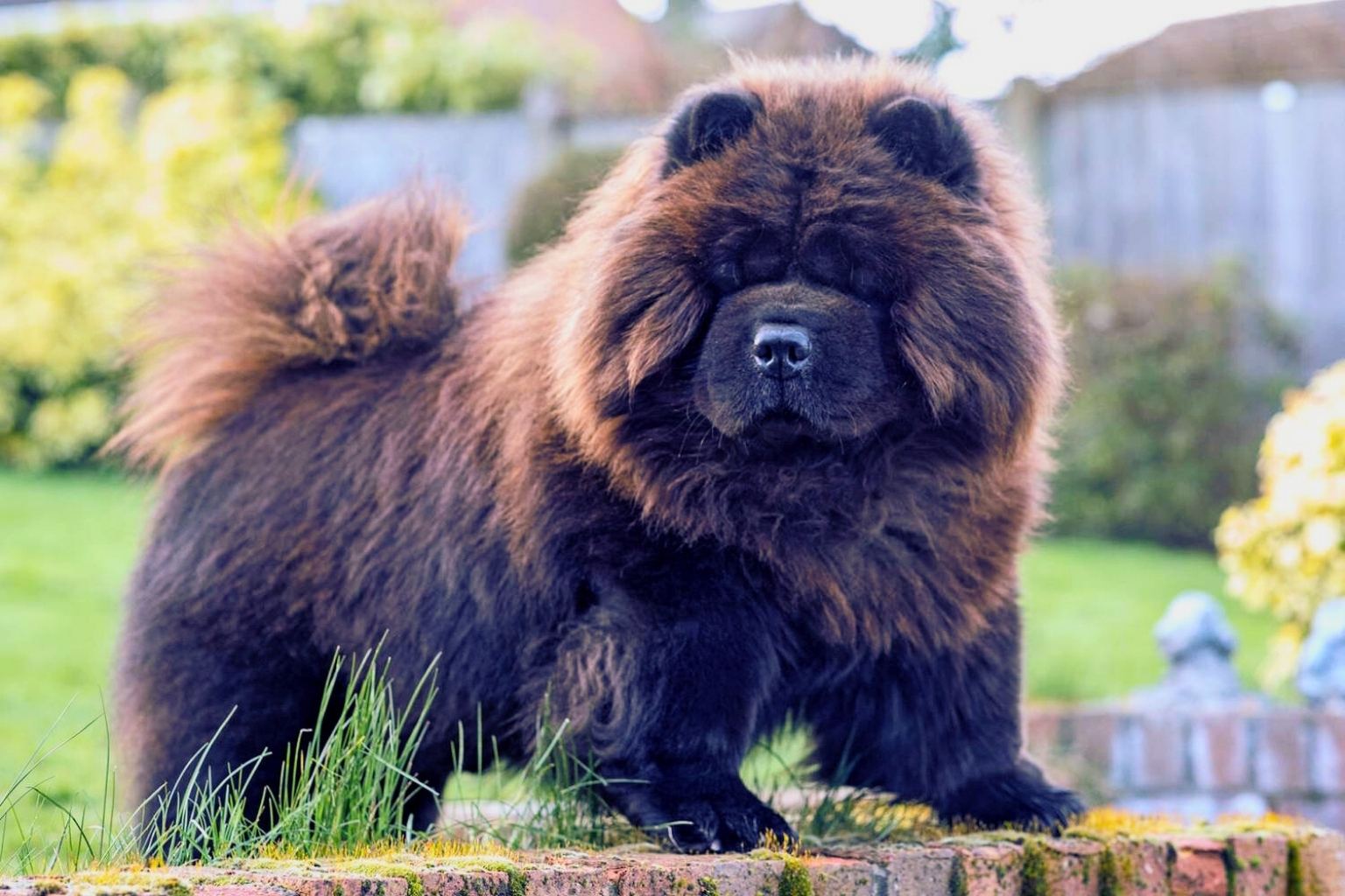 101+ Hilarious, Regal & Cute Chow Chow Names You’ll Totally Steal