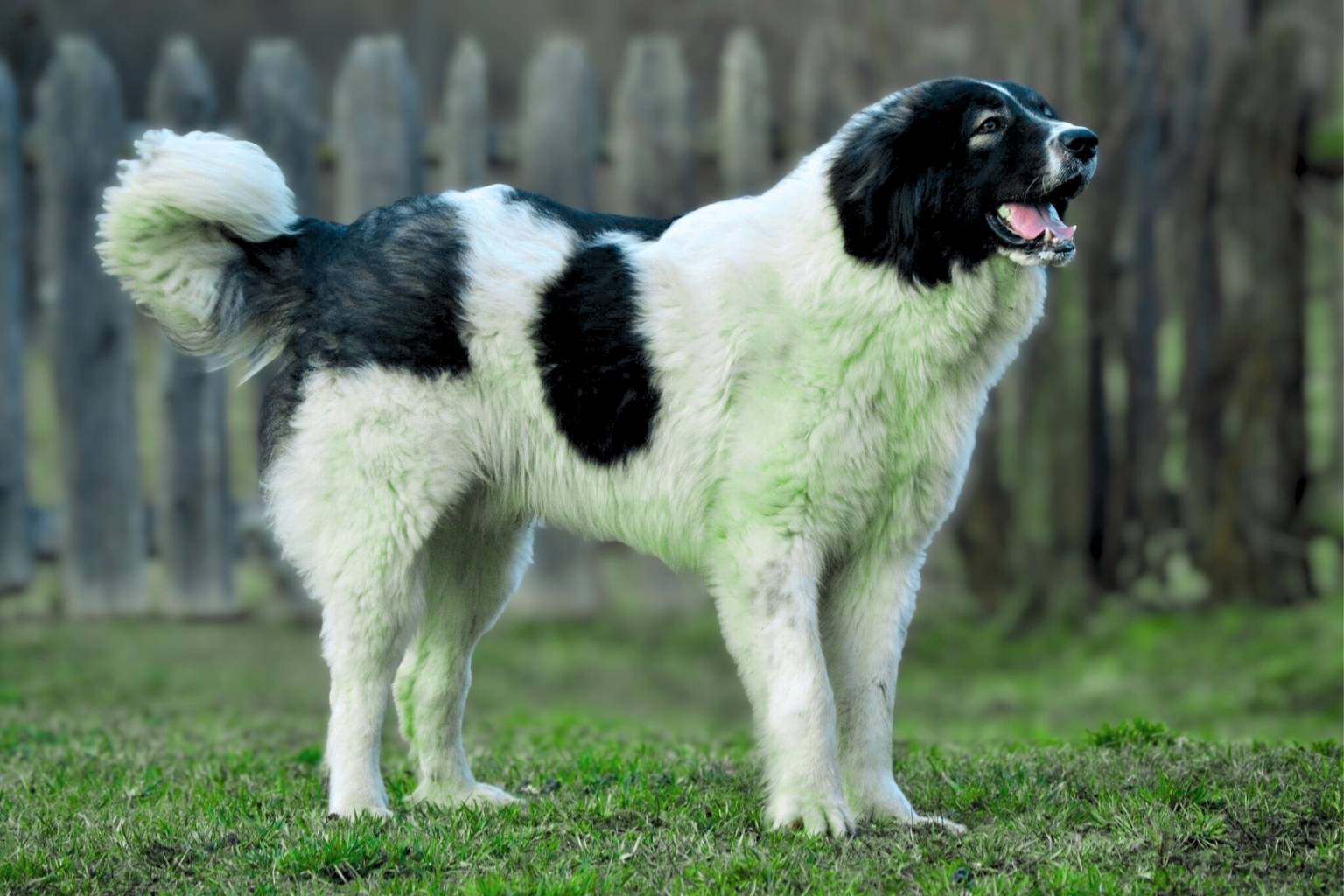 75+ Mighty Bucovina Shepherd Dog Names That’ll Make Your Pup Sound Like ...
