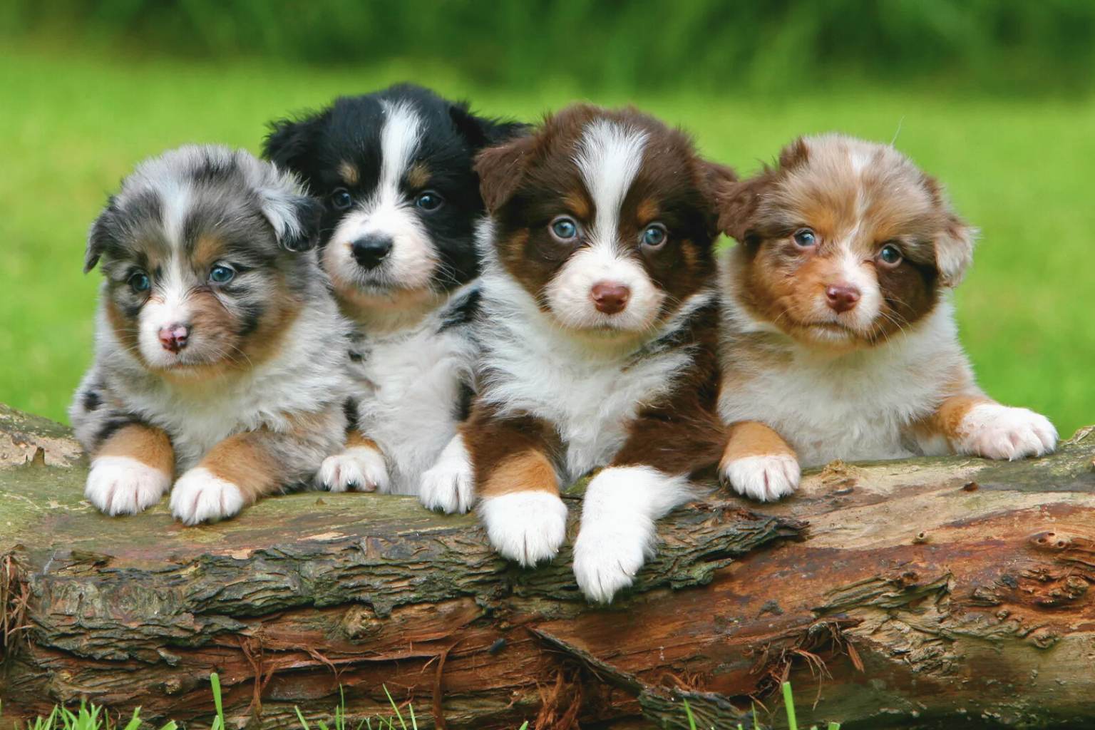240+ Australian Shepherd Dog Names That Herd Attention