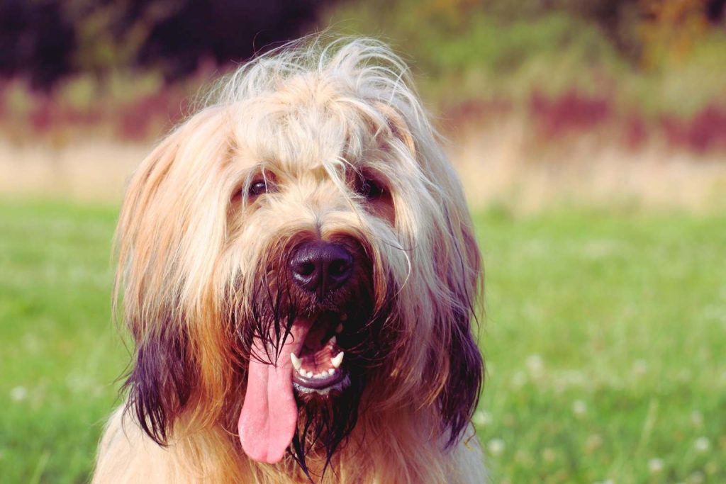 101+ Hilarious & Unique Briard Dog Names That’ll Make Your Shaggy ...