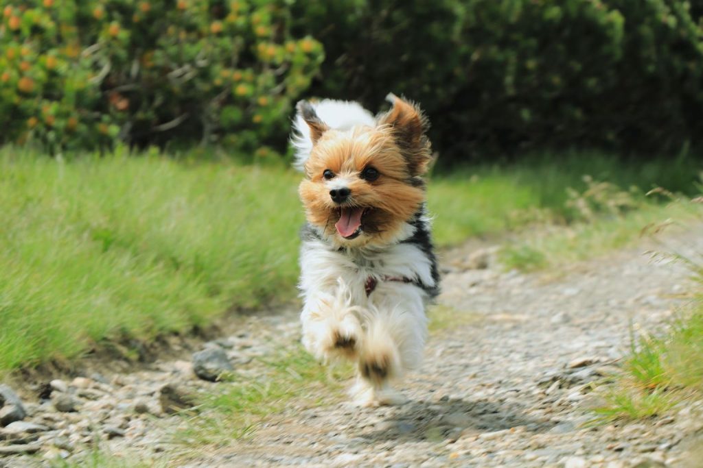 125+ Irresistible Biewer Terrier Dog Names That’ll Make Your Pup Paw ...