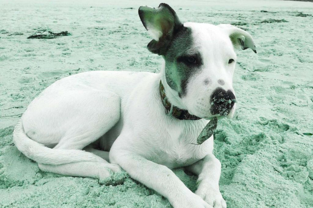 75+ Epic Bull Arab Dog Names You’ll Wish You’d Thought Of Sooner