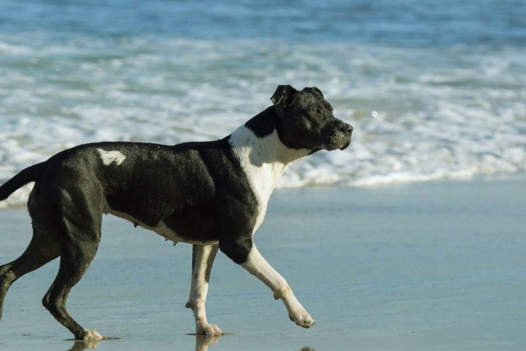 75+ Epic Bull Arab Dog Names You’ll Wish You’d Thought Of Sooner