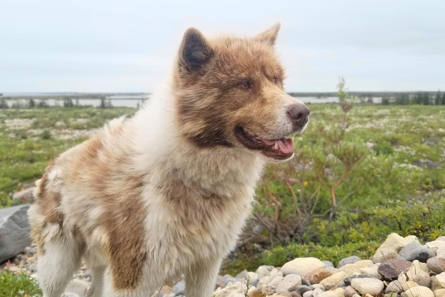 147+ Cold and Unique Canadian Eskimo Dog Names That Are So Cold