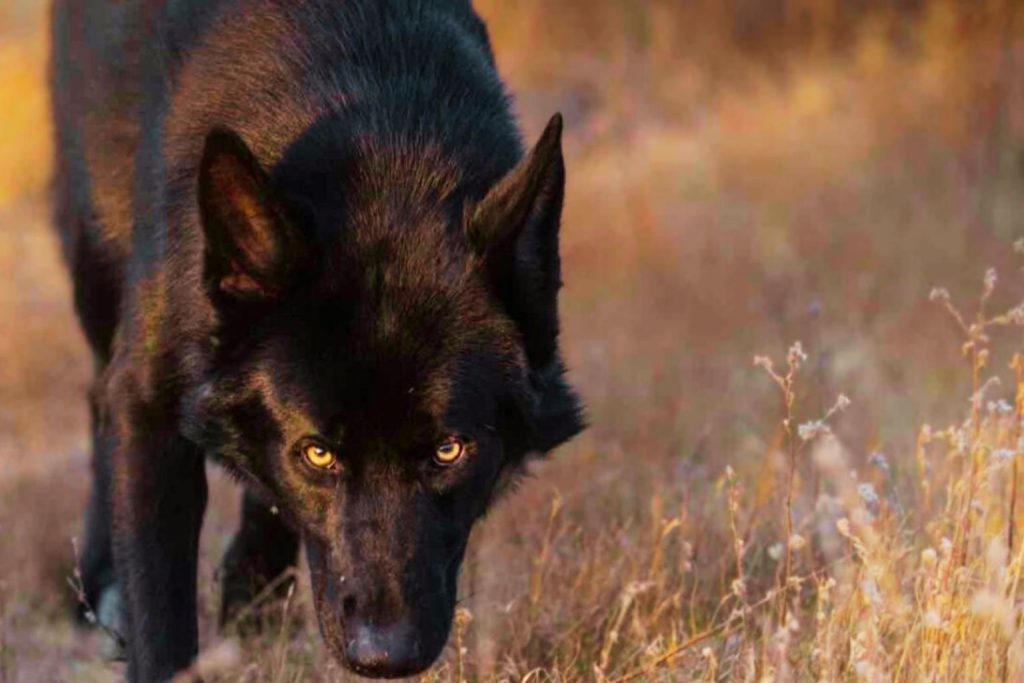 120+ Wildly Unique Calupoh Dog Names (With Badass Boy & Girl Picks ...