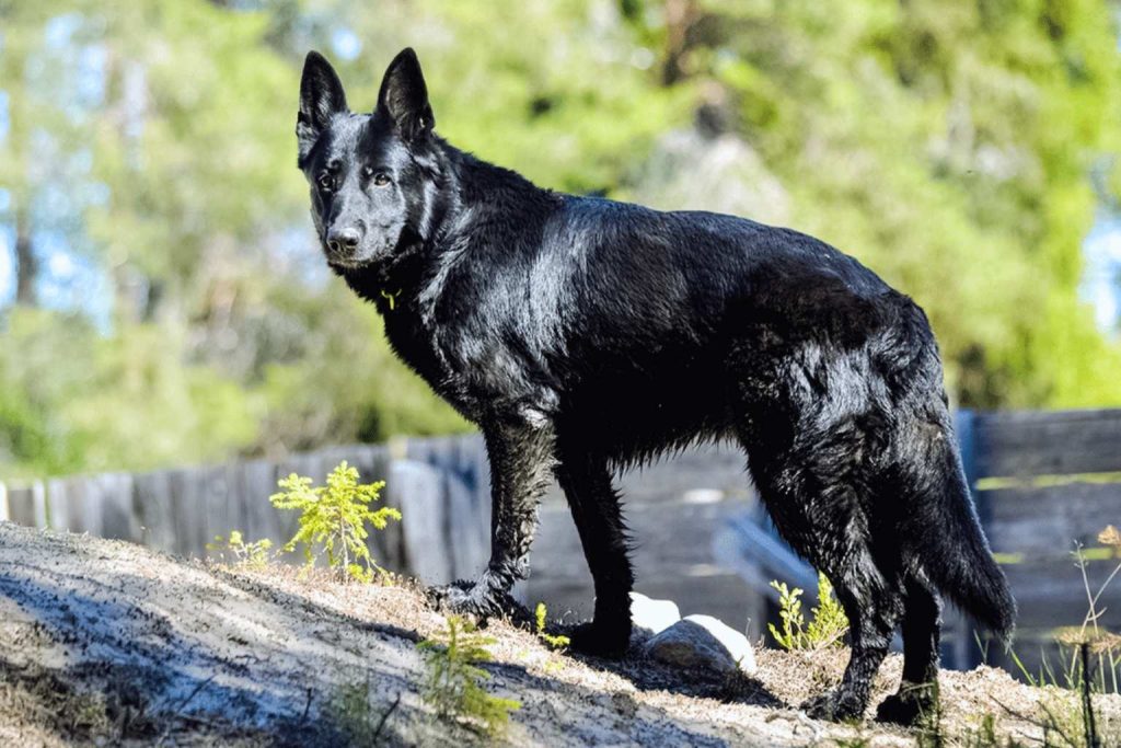 120+ Wildly Unique Calupoh Dog Names (With Badass Boy & Girl Picks ...