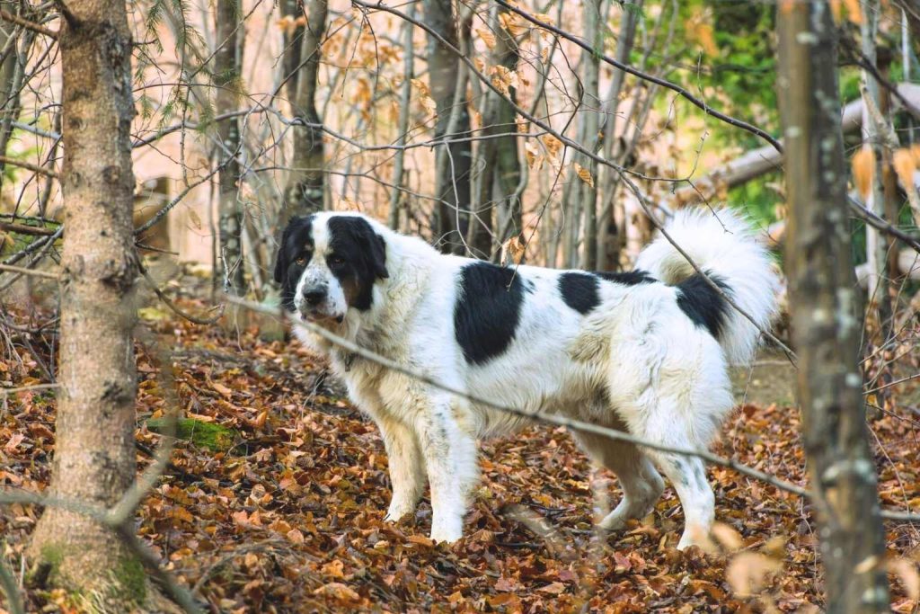 75+ Mighty Bucovina Shepherd Dog Names That’ll Make Your Pup Sound Like ...