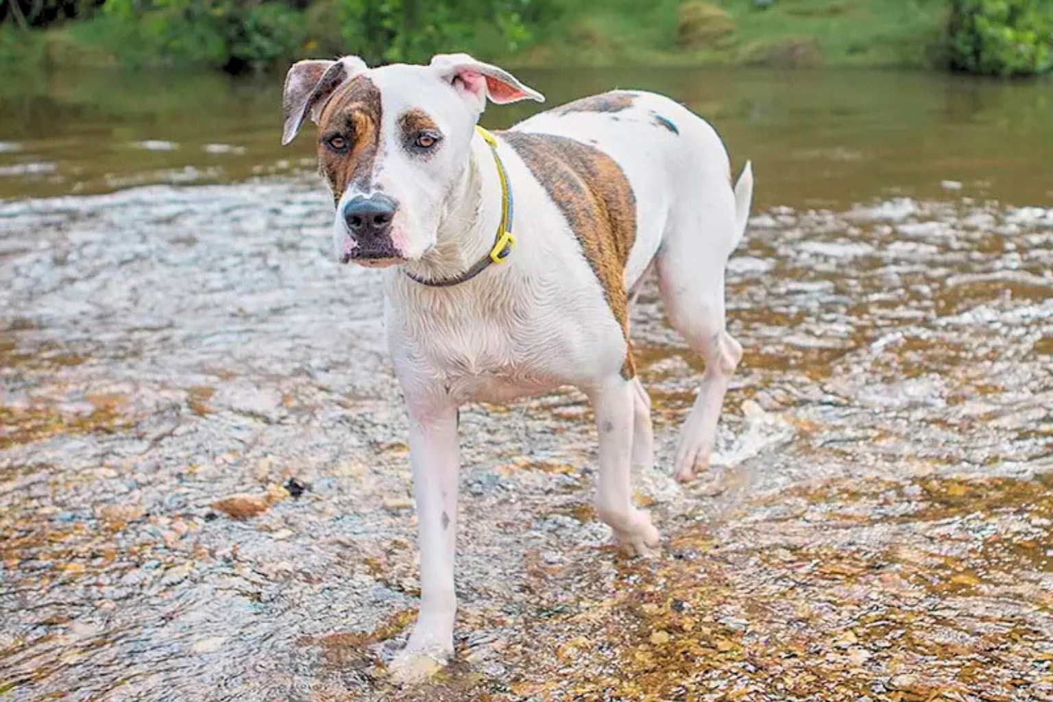75+ Epic Bull Arab Dog Names You’ll Wish You’d Thought Of Sooner