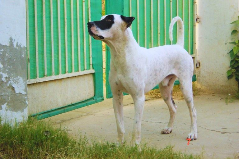 77+ Fierce & Funny Bully Kutta Dog Names That’ll Make Your Desi Beast