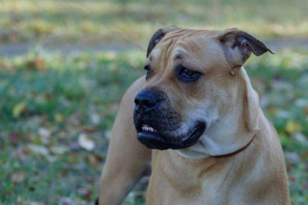 120+ Badass Ca de Bou Dog Names That Pack a Punch (With Meaning!)