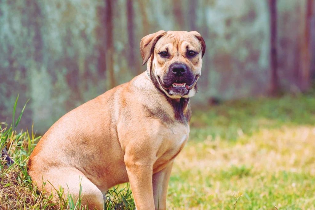 120+ Badass Ca de Bou Dog Names That Pack a Punch (With Meaning!)