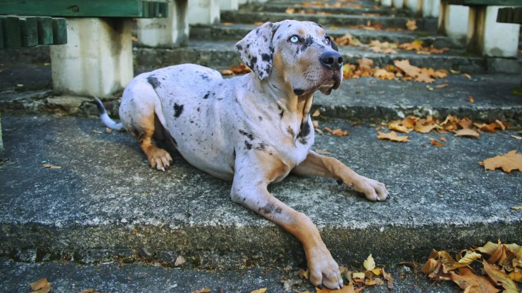 150+ Wildly Awesome American Leopard Hound Names (Boy, Girl & Hilarious ...