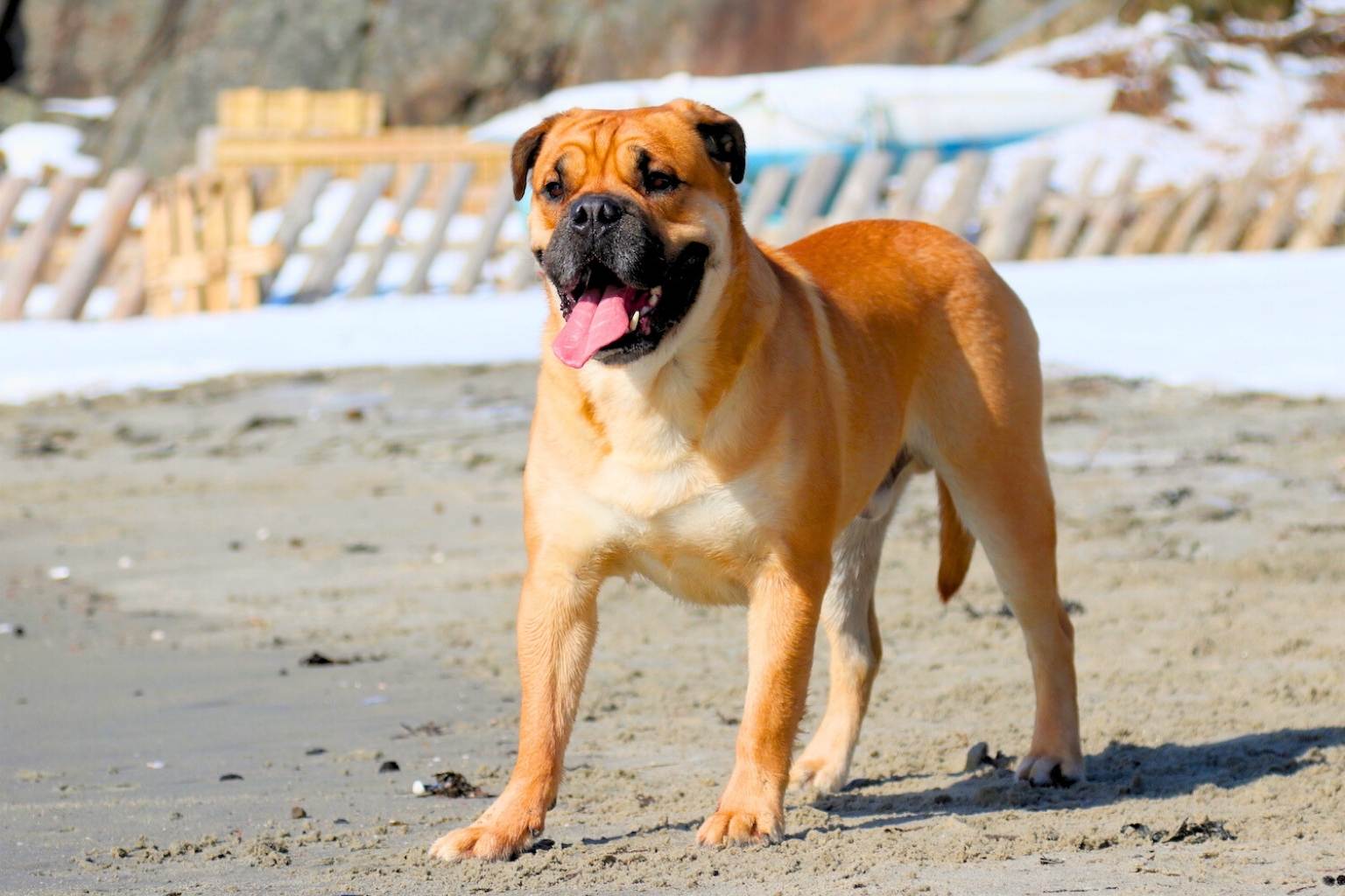 120+ Badass Ca de Bou Dog Names That Pack a Punch (With Meaning!)