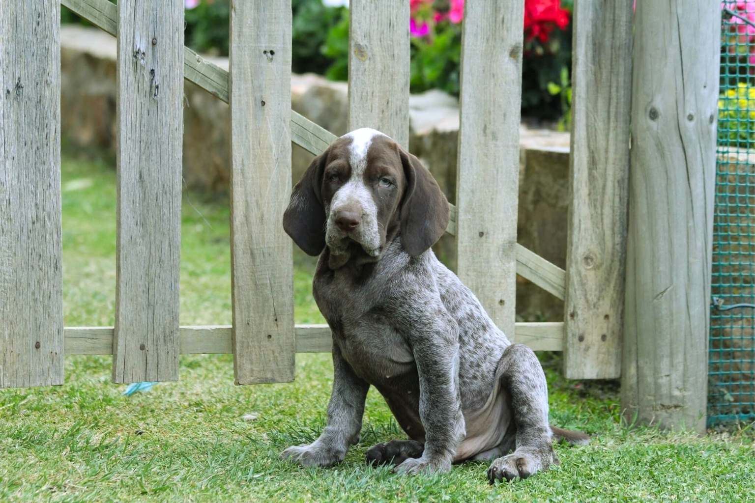 150+ Best Burgos Pointer Dog Names That Are Spot-On