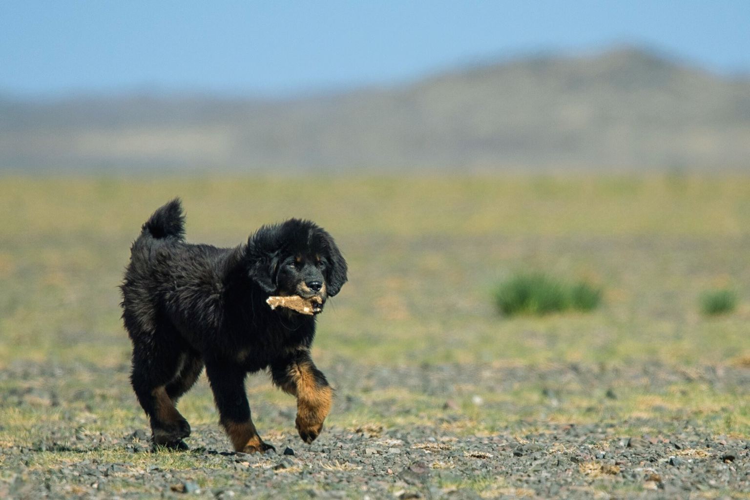150+ Bankhar Dog Names for Your Mighty Mongolian Floof