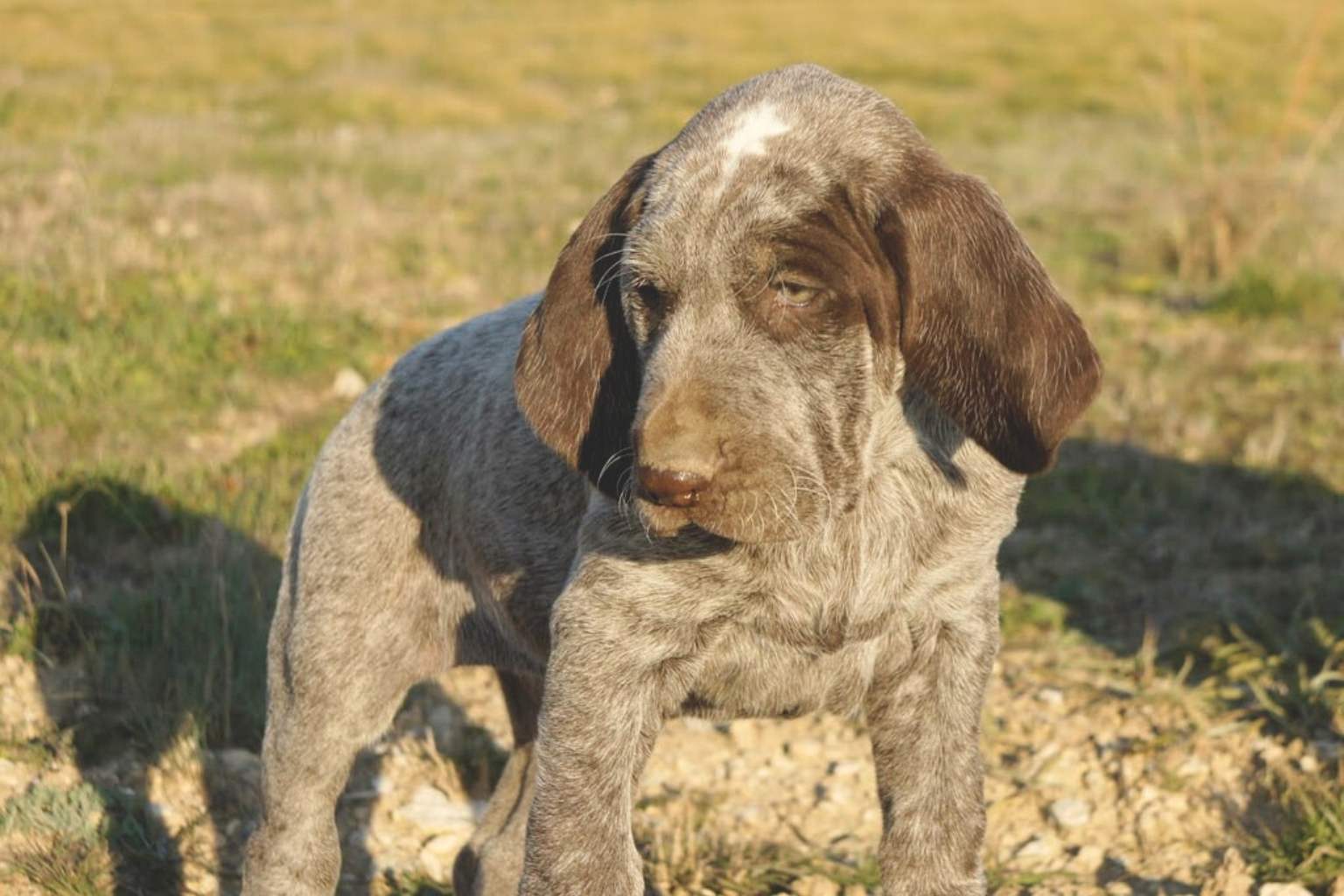 150+ Best Burgos Pointer Dog Names That Are Spot-On