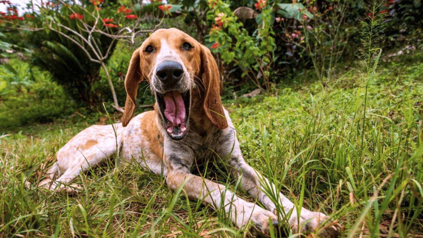 120+ Best American English Coonhound Dog Names That’ll Make Your Pup ...