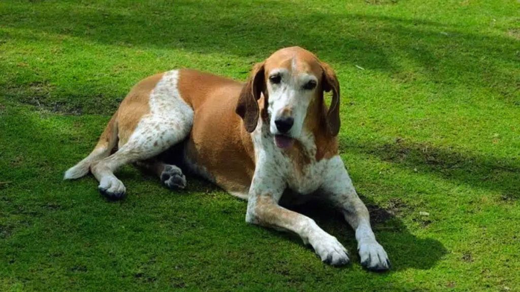 120+ Best American English Coonhound Dog Names That’ll Make Your Pup ...