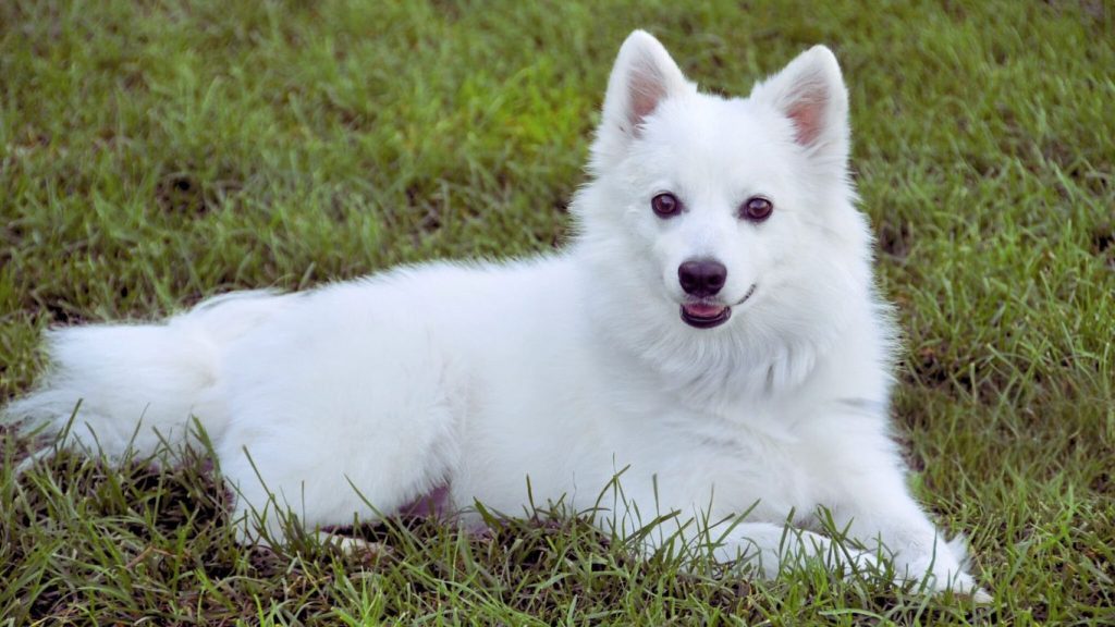 Frosty & Fabulous: 150+ Unique American Eskimo Dog Names You’ve Never ...