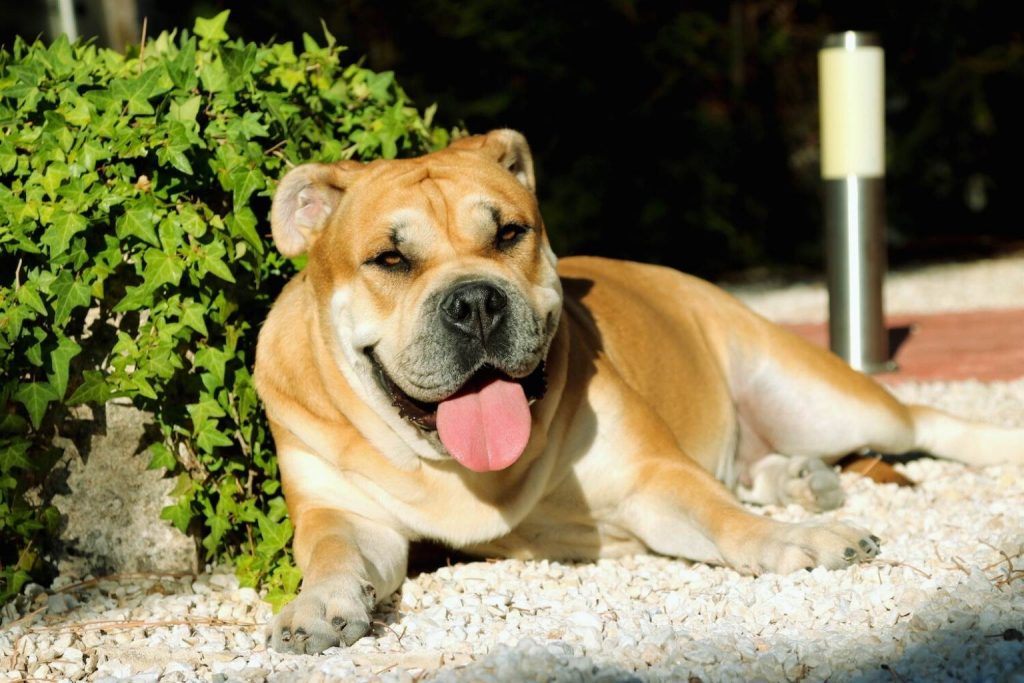120+ Badass Ca de Bou Dog Names That Pack a Punch (With Meaning!)