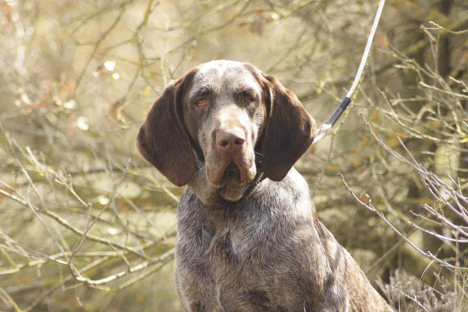 150+ Best Burgos Pointer Dog Names That Are Spot-On