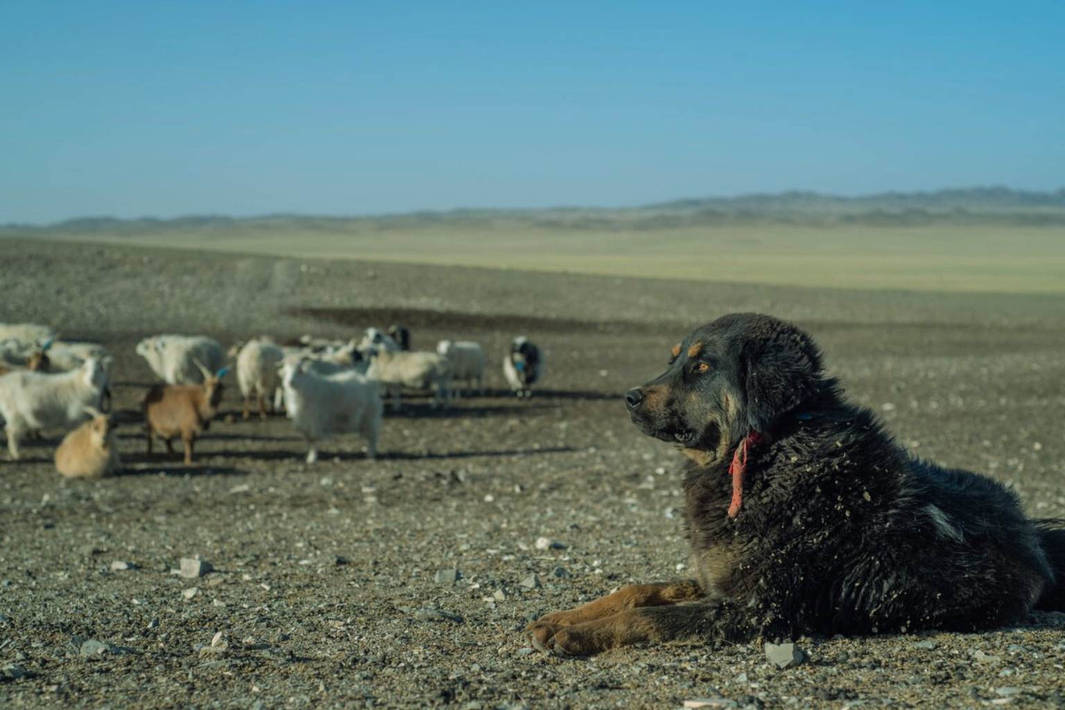 150+ Bankhar Dog Names for Your Mighty Mongolian Floof