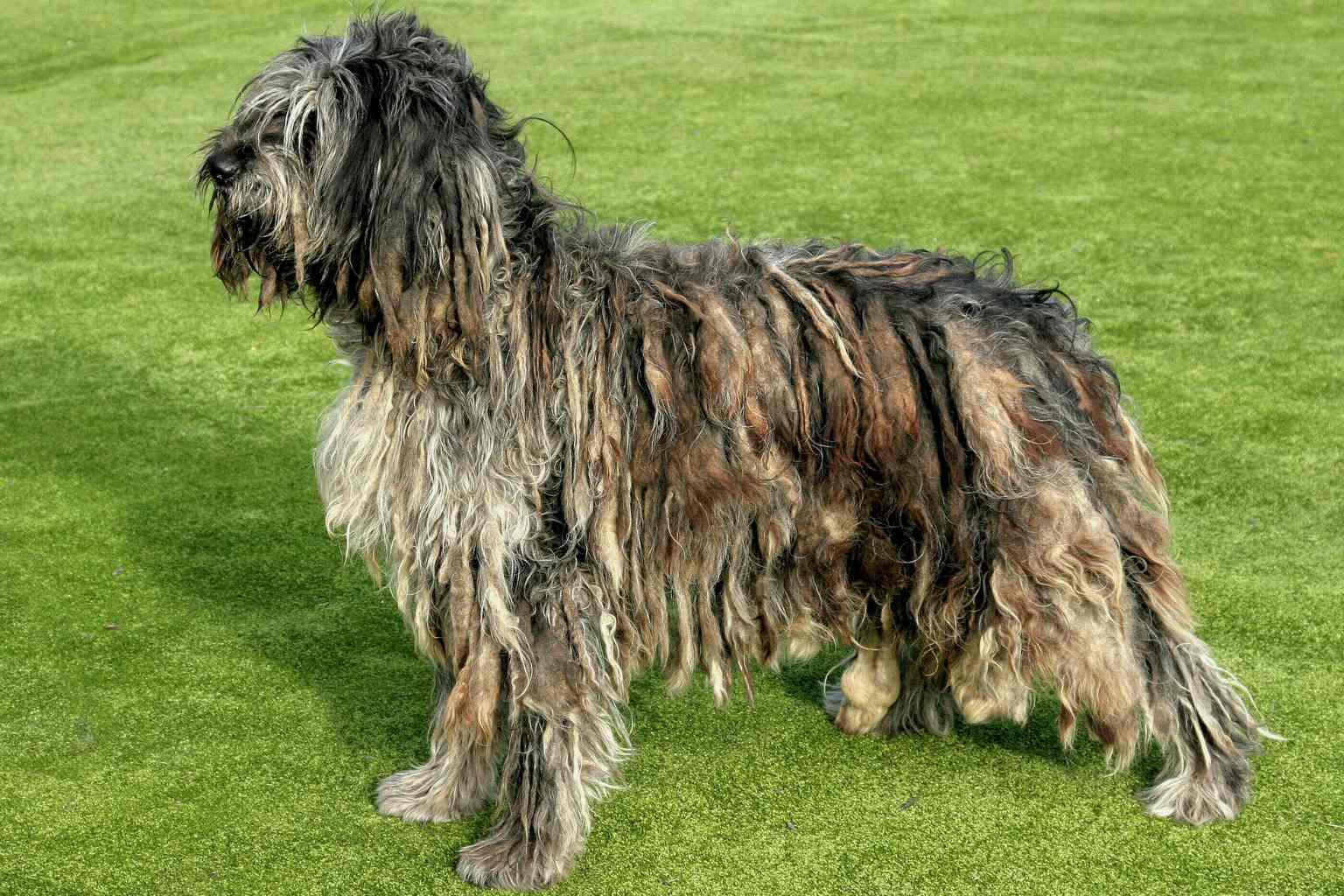 101+ Excellent Bergamasco Shepherd Dog Names You’ll Wish You’d Thought ...